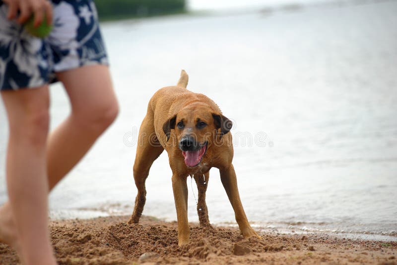 Dog Playing in the Lake in the Summer Stock Image - Image of happy ...