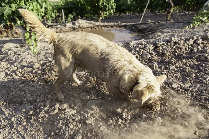 Puppies Playing In Mud