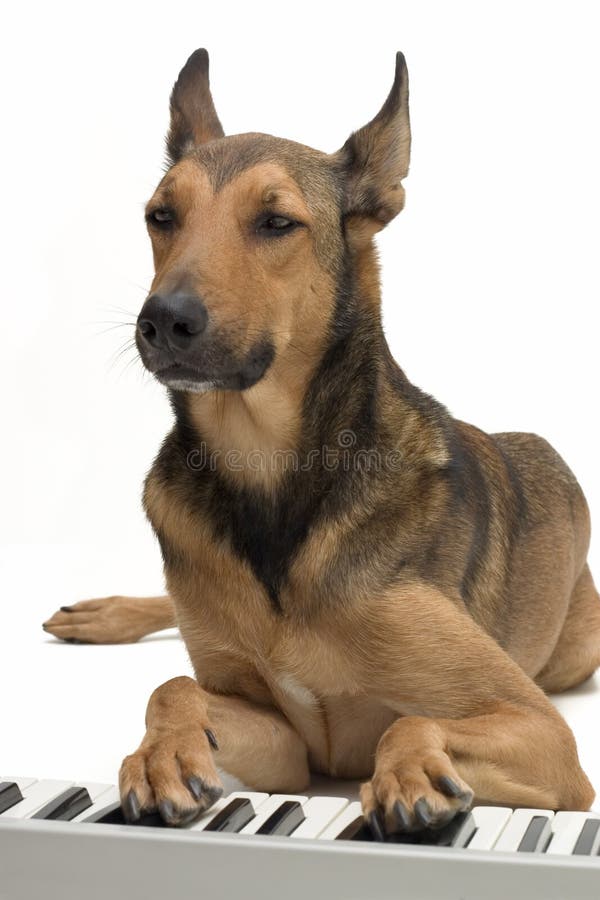 Dog Playing Music on Keyboard Stock Image - Image of canine, malinois ...