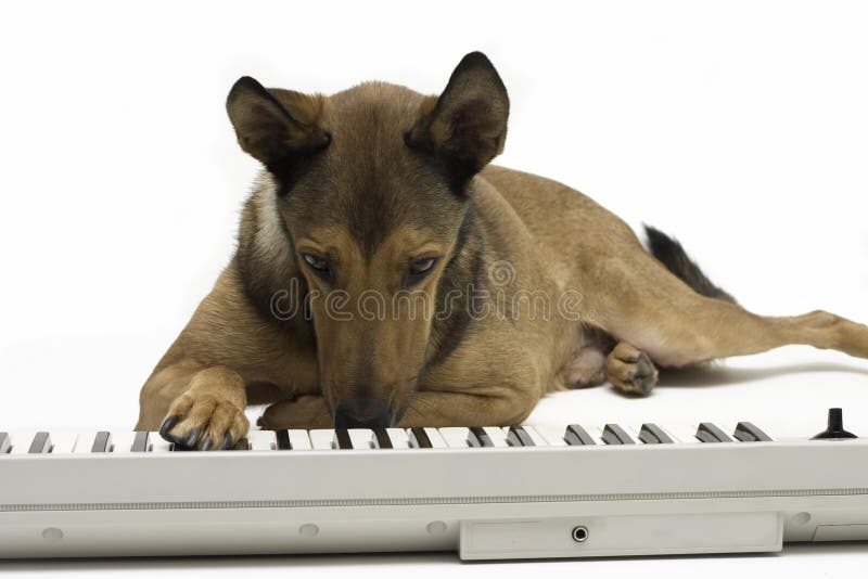 Dog Playing Music on Keyboard Stock Image - Image of composing, music ...