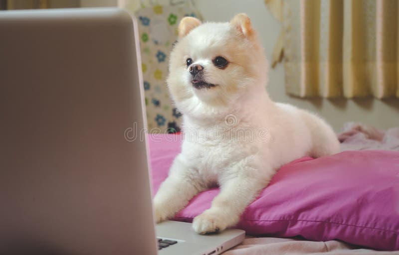 Dog Playing Notebook Pomeranian White Stock Photo - Image of laptop ...