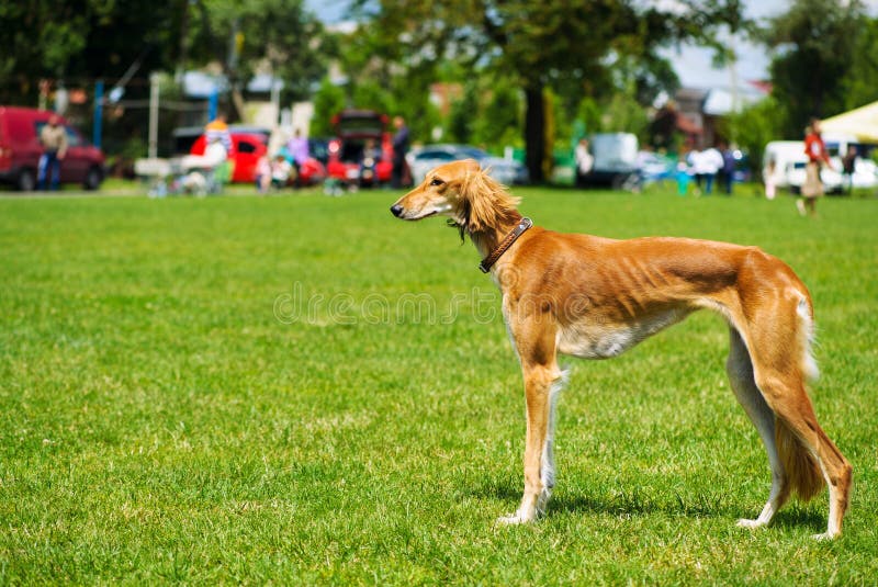 Dog playing outside stock photo. Image of beautiful - 156024326