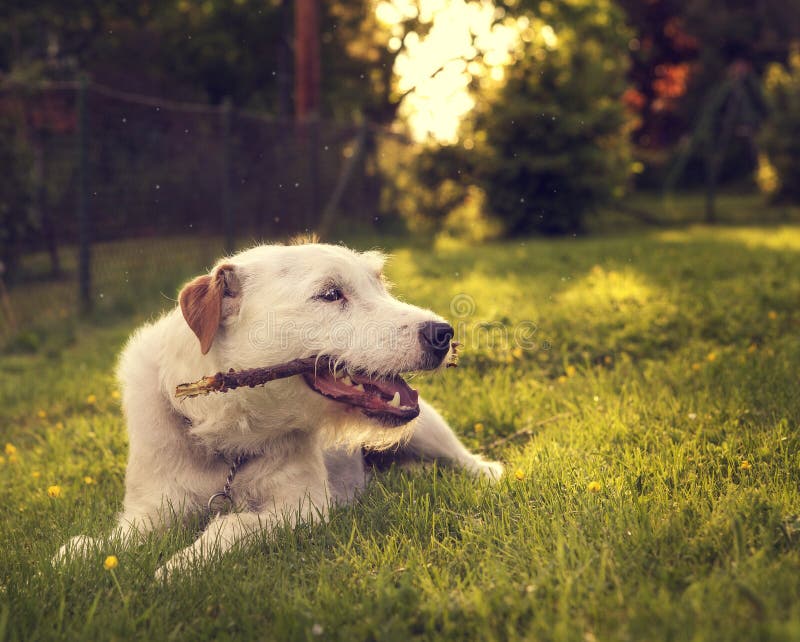 Dog Playing outside stock photo. Image of outdoors, spark - 109452734