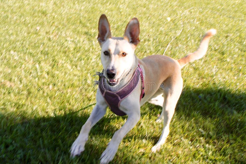 Dog Playing stock image. Image of labrador, mutt, harness - 80988467