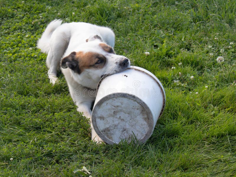 A Dog is Playing with a Plastic Bucket. Stock Image - Image of lawn ...