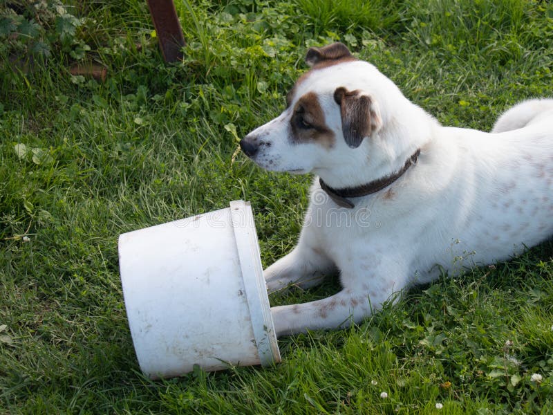 A Dog is Playing with a Plastic Bucket. Stock Image - Image of garden ...