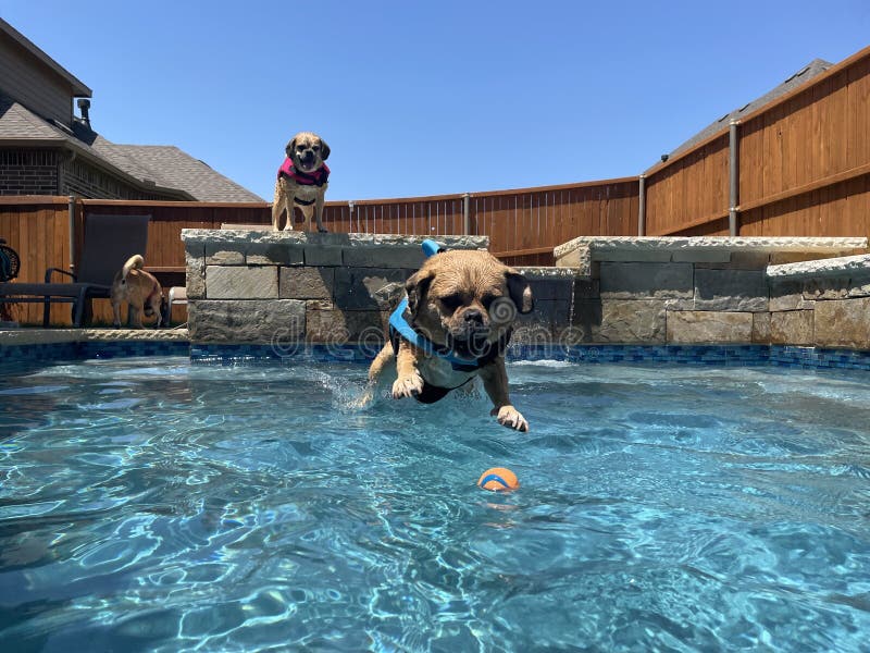 Dog playing in the pool stock photo. Image of water - 249227740