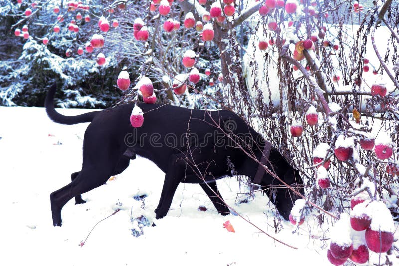 Dog Playing in the Snow Under an Apple Tree Stock Photo - Image of ...