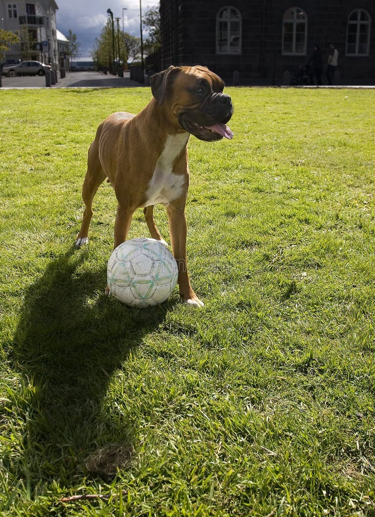 1,185 Dog Playing Soccer Stock Photos - Free & Royalty-Free Stock ...