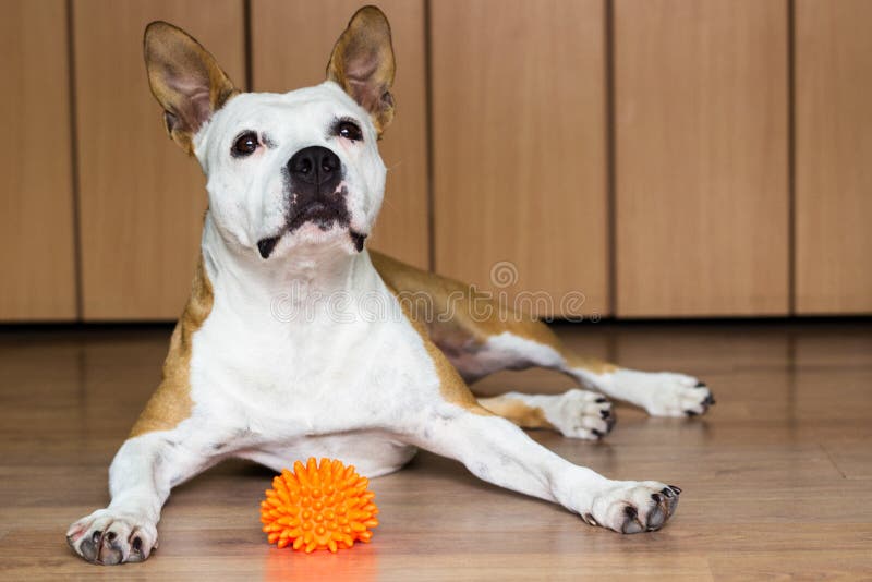 Dog playing with a toy stock photo. Image of boredom - 110865978