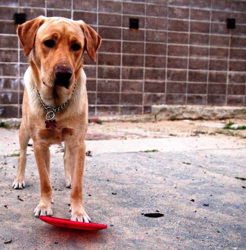 Dog playing with toy stock photo. Image of yellow, labrador - 48415760