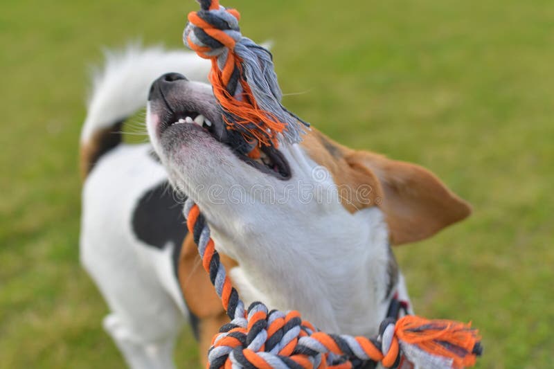 The Dog is Playing Tug-of-war with the Rope. Playful Dog with Toy. Tug ...