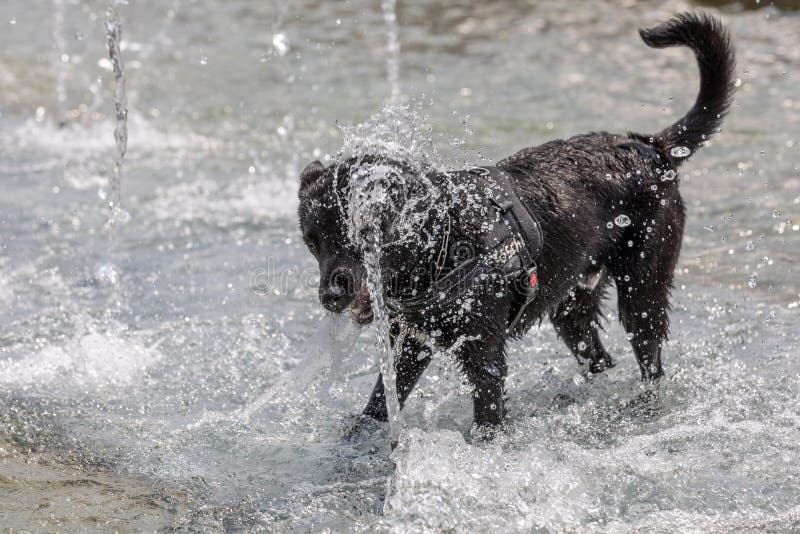 A Dog Playing With The Water Stock Photo - Image of active, outdoor ...