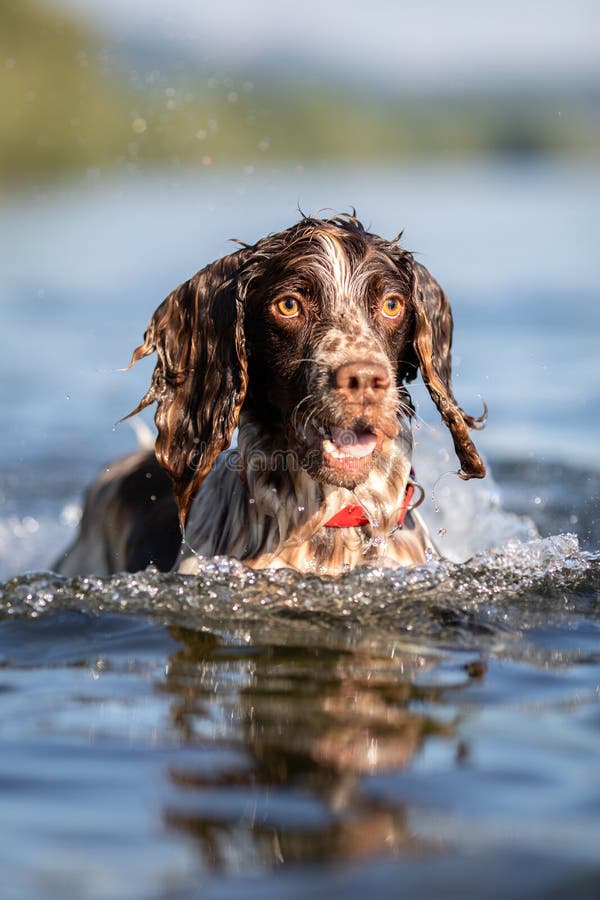 Springer Spaniel Swimming Lake Photos - Free & Royalty-Free Stock ...