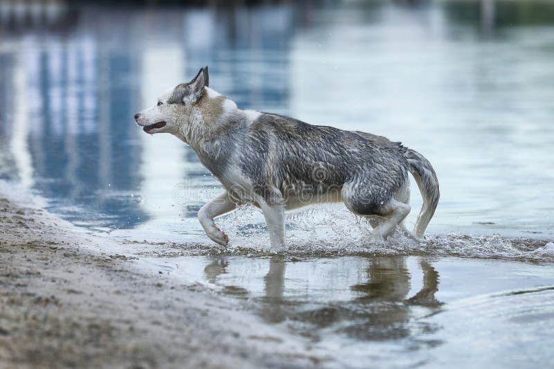Dog Playing in the Water. Husky Playing on the Beach Stock Photo ...