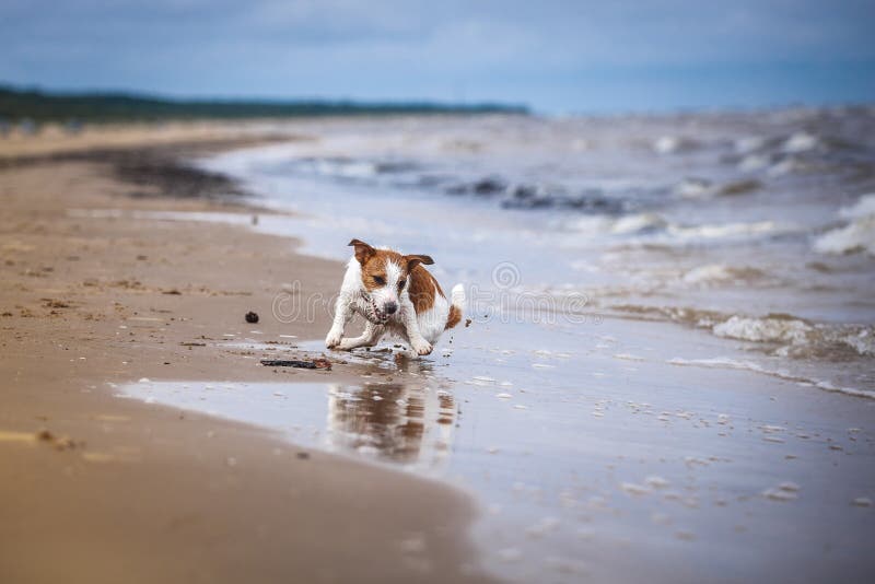 Dog playing in water stock photo. Image of activity, animal - 51286876