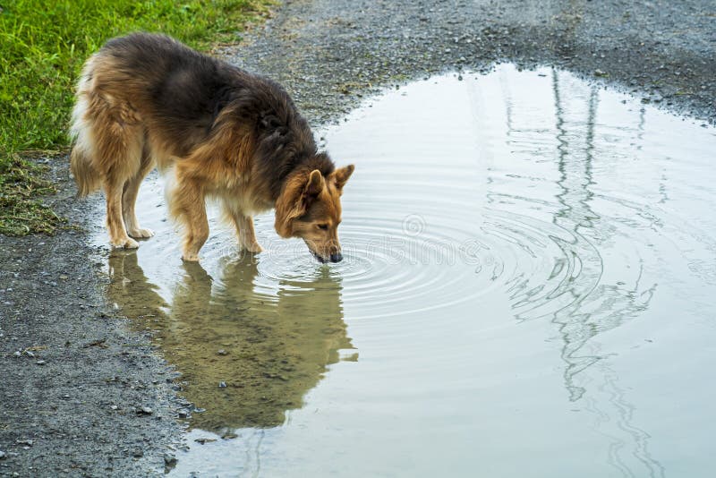 Dog Drinking Water from a Puddle Stock Photo - Image of animal, lake ...