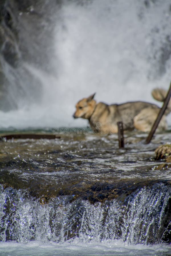 Dog Playing in a Waterfall in the Pyrenees Stock Image - Image of ...