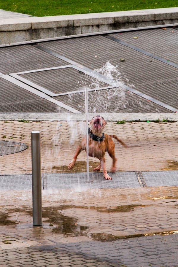 Dog playing stock photo. Image of active, waterfall, outdoor - 98774884