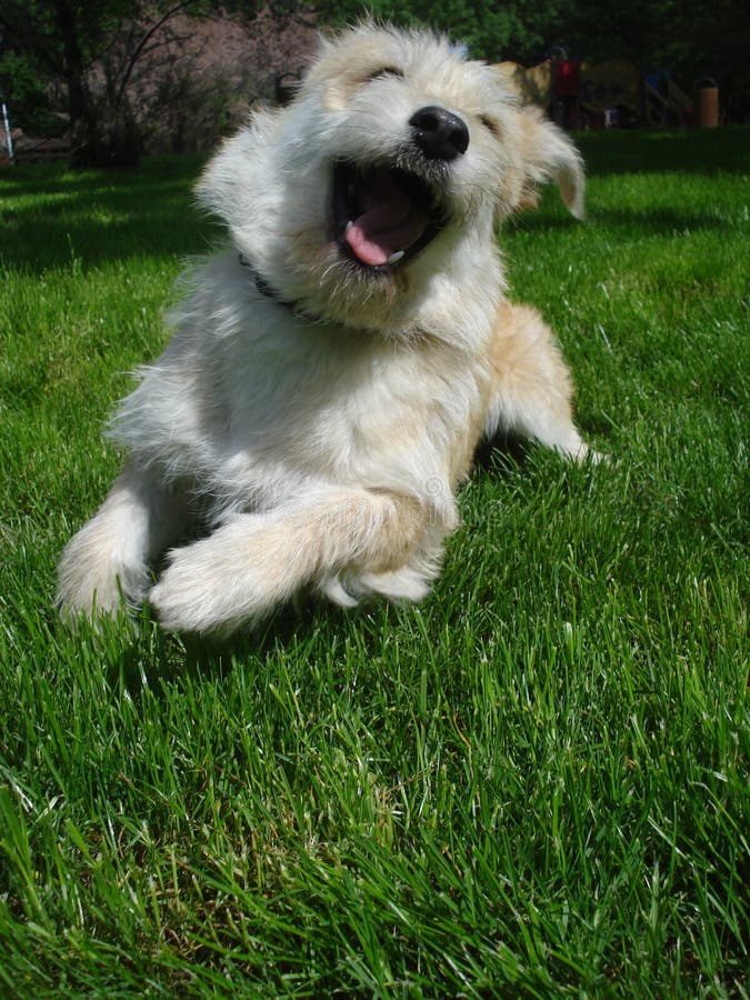 Dog playing stock image. Image of funny, bred, beige - 40293395