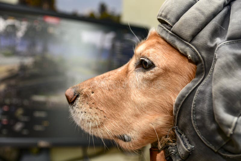 Dog Computer Stock Images - Download 3,147 Royalty Free Photos