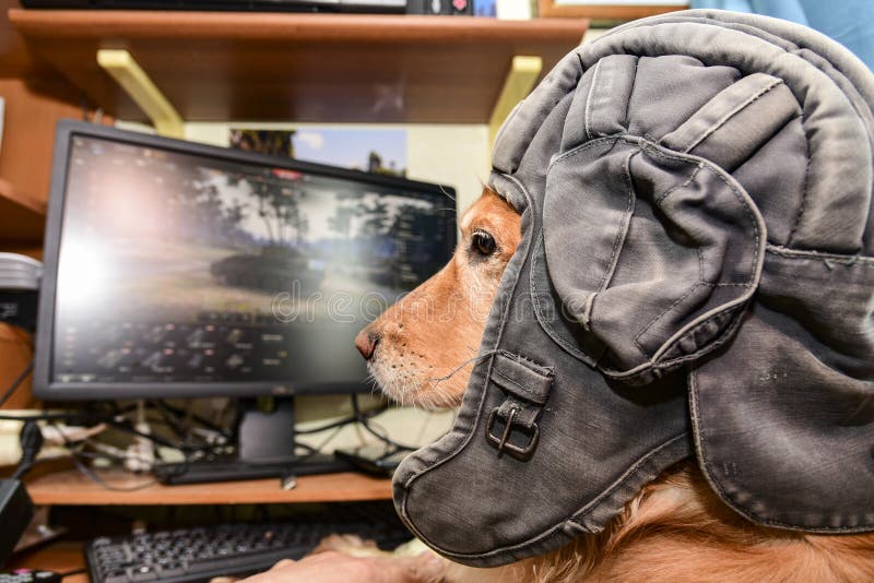 Dog Computer Stock Images - Download 3,147 Royalty Free Photos