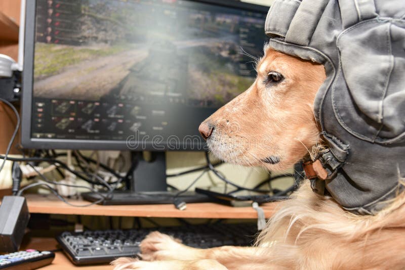 The Dog Plays the Computer Game. Ukrein . 2018 Stock Photo - Image of ...