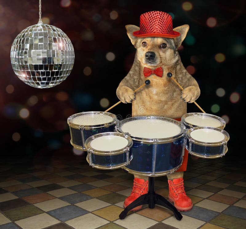 101 Dog Drums Stock Photos - Free & Royalty-Free Stock Photos from ...