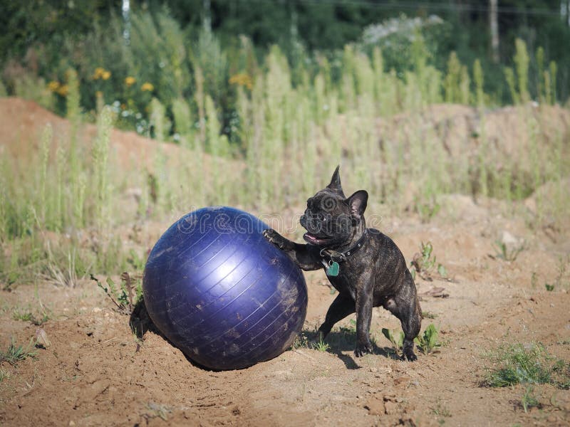 Dog Plays with a Huge Inflatable Ball Stock Photo - Image of summer ...