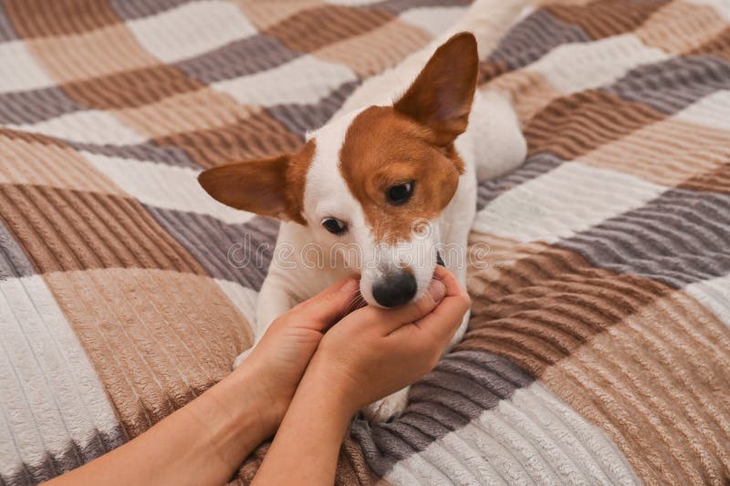 The Dog Plays with the Owner and Bites Her Hands Stock Photo - Image of ...