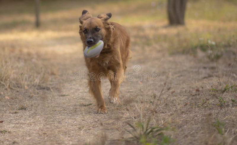 Dog Plays in the Park with the Ball Stock Photo - Image of bestfriend ...