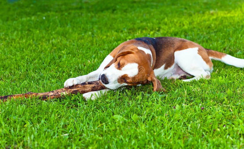 Dog plays with a stick stock photo. Image of play, animals - 54026208