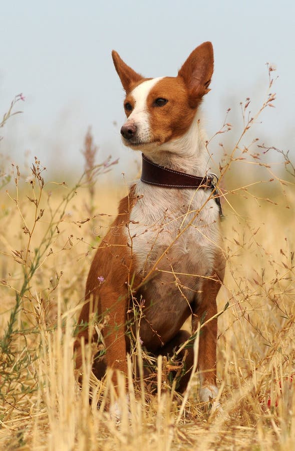Dog podenco stock photo. Image of posing, eagles, shrike - 59093338