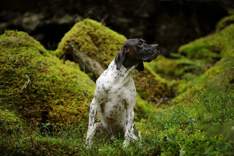 Dog pointer stock image. Image of pets, mammals, hunting - 112214621