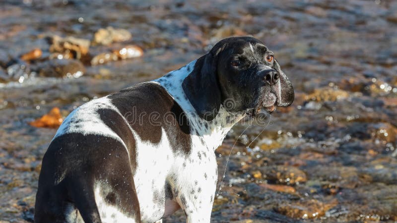 Dog pointer portrait stock photo. Image of water, stones - 116245950