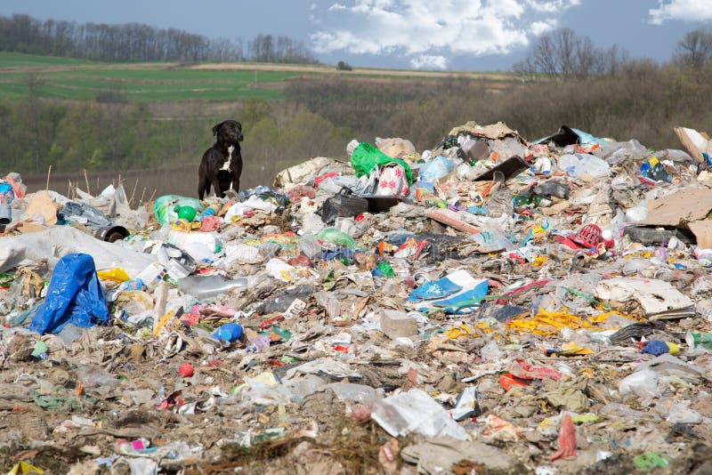 A Dog between the Polluted Nature and Beautiful La Stock Image - Image ...