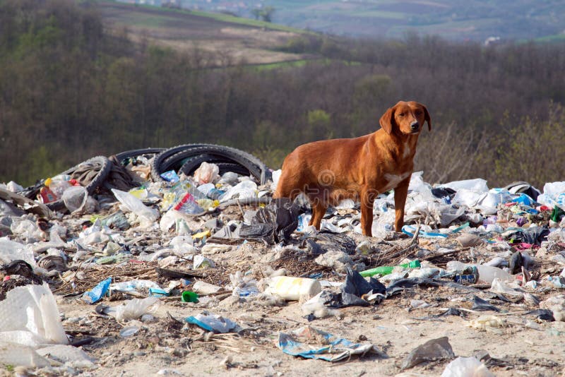 A Dog between the Polluted Nature and Beautiful La Stock Photo - Image ...
