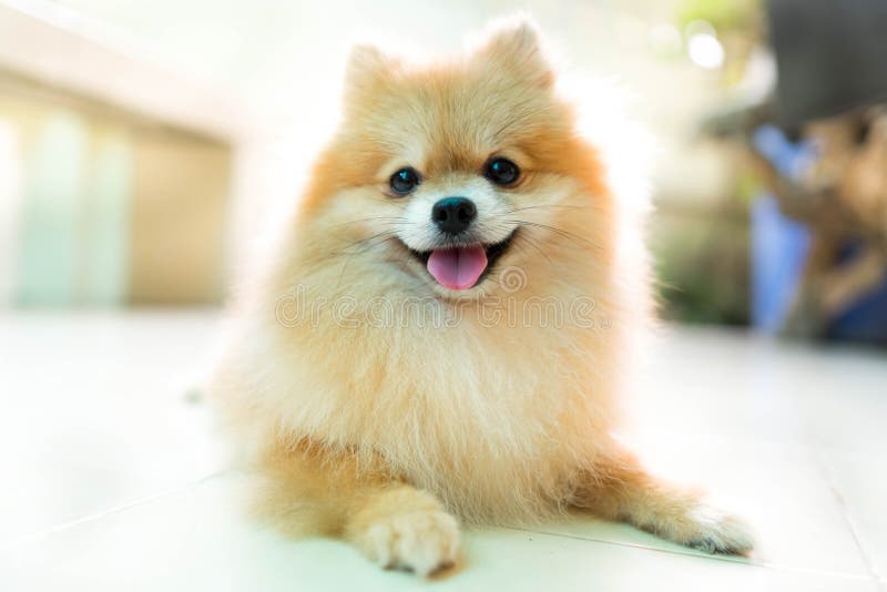Dog pomeranian stock image. Image of animal, sunset, sitting - 76116931