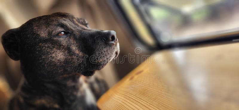 Dog Pondering life stock image. Image of wildlife, nose - 257413255