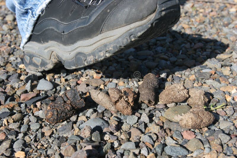 Dog Poo stock photo. Image of smelling, foot, steaming - 643214