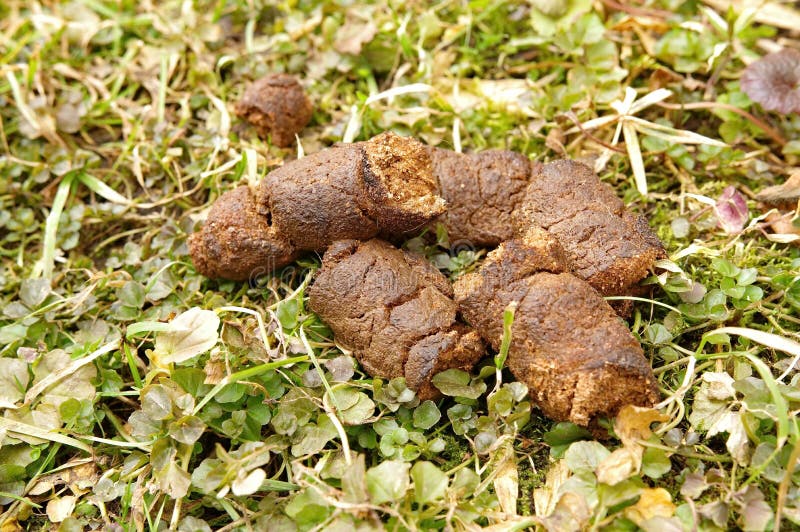 Huge Dog Poop