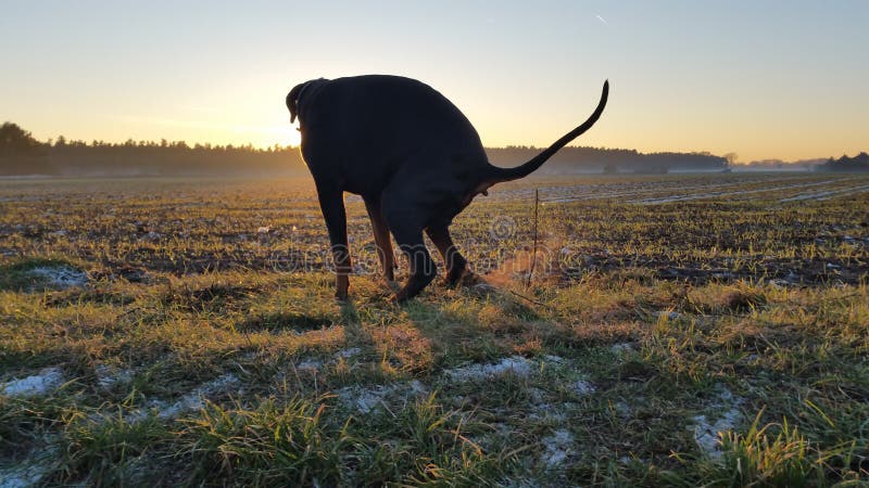 Dog poo stock image. Image of shit, sunset, dobermann - 82003767