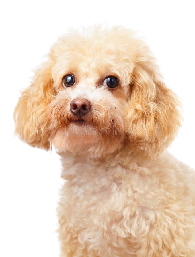 Poodle Portrait stock image. Image of furry, puppy, portrait - 13938109