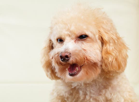 Dog poodle smile stock photo. Image of gold, isolated - 31736790