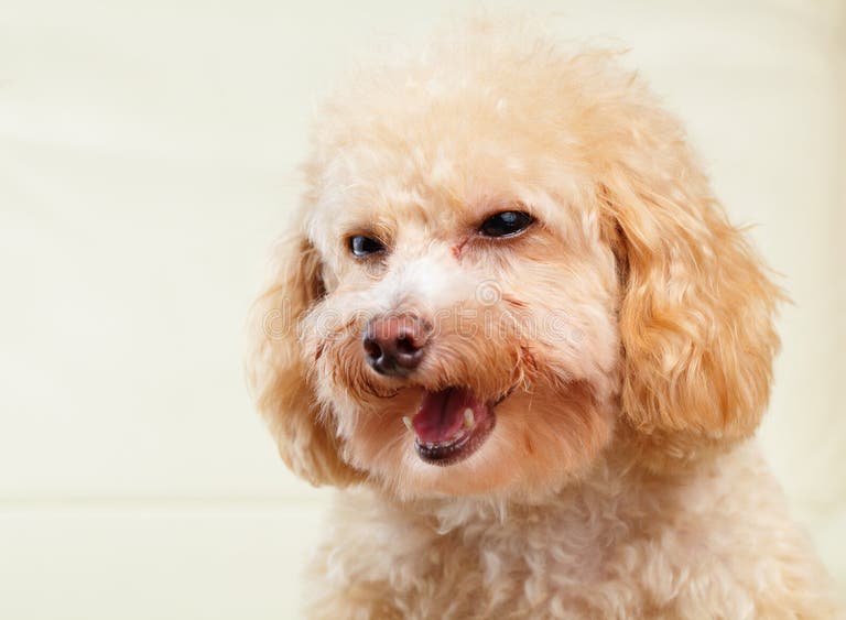 Dog poodle smile stock photo. Image of gold, isolated - 31736790