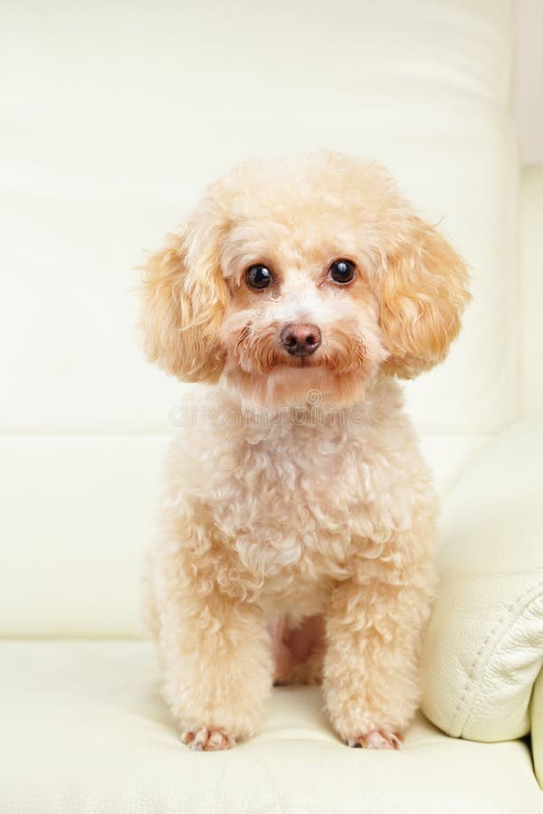 Poodle smiling stock image. Image of focused, eyes, poodle - 17149887
