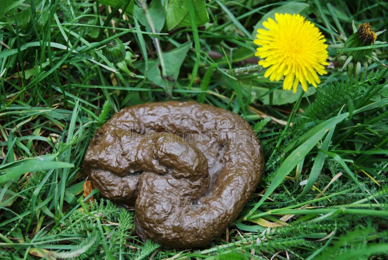 DOG pooo stock image. Image of seer, fogs, estate, fresh - 14120867