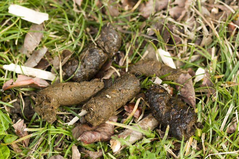 Rabbit poop stock image. Image of rabbit, shit, bowel - 1065559