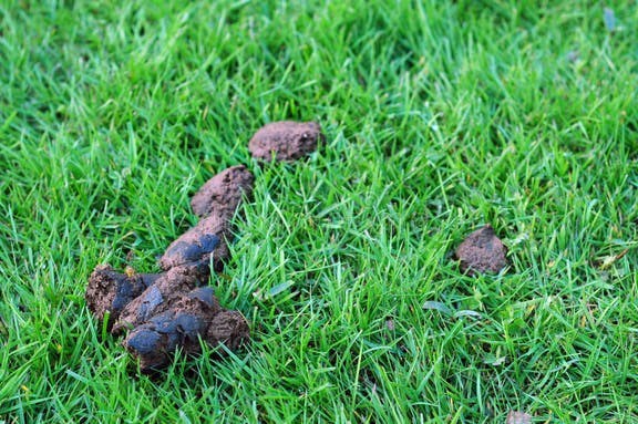 Dog poop on grass stock image. Image of outdoor, symbol - 13935235