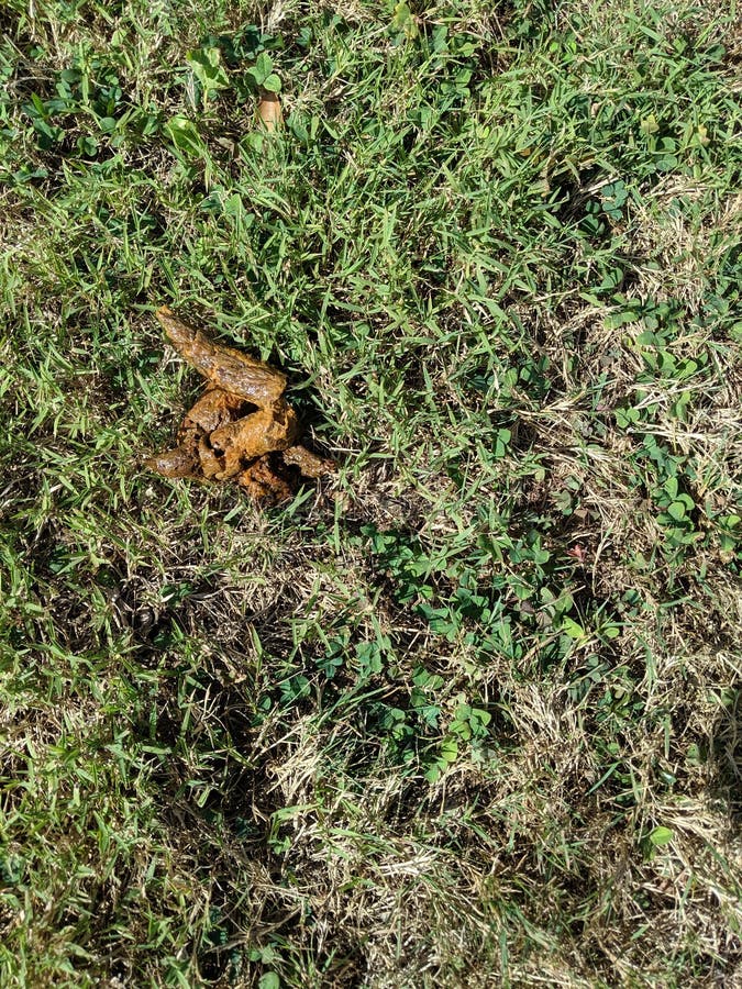 Dog poop on grass stock photo. Image of animal, jungle - 203746134